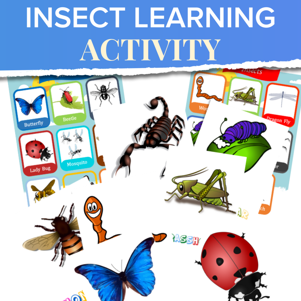 17 Insect Flashcards, 2 Insect wall posters for Preschool, Kindergarten ...